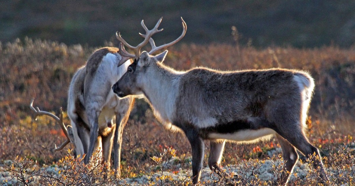 Vildmarksvägen får stoppförbud | Husbil & Husvagn